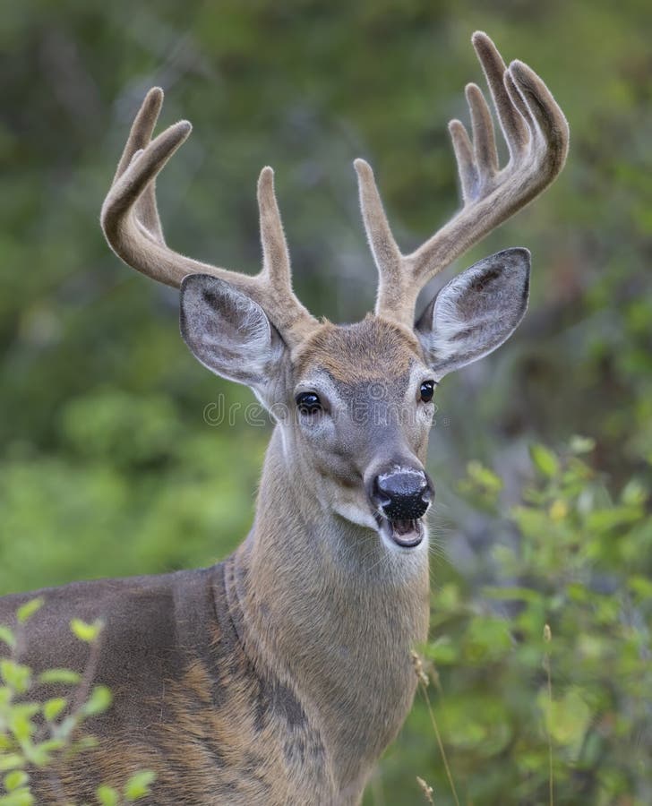 White-tailed Deer with Velvet Antlers Standing in a Summer Meadow in ...