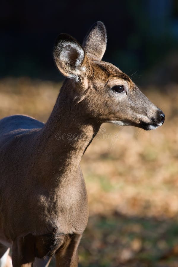 Whitetail Deer Doe Side View Stock Photos - Free & Royalty-Free Stock ...