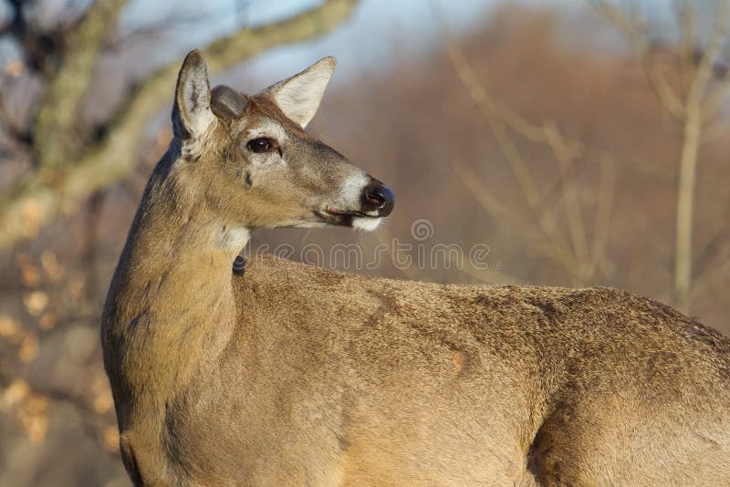 Whitetail Deer Doe Side View Stock Photos - Free & Royalty-Free Stock ...