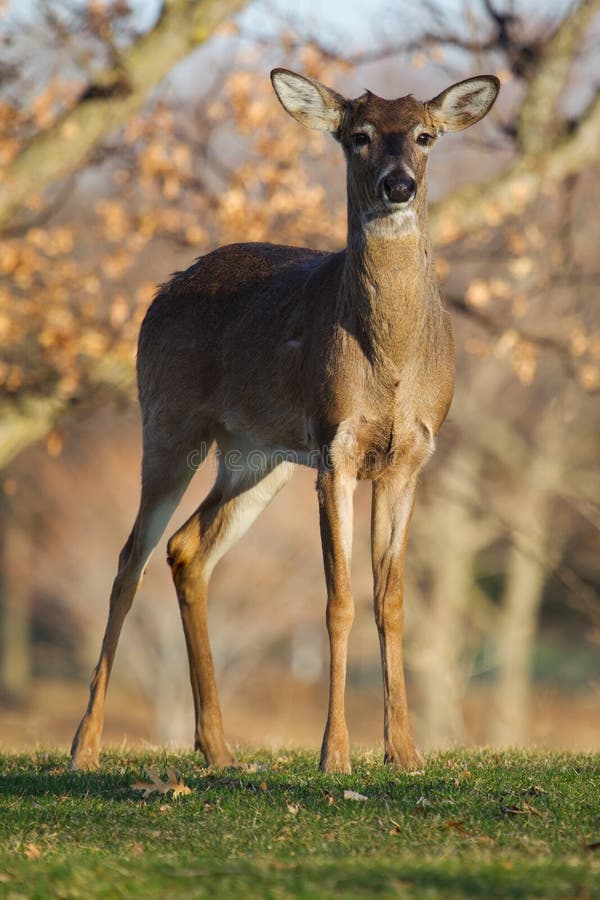 Whitetail Deer Doe Side View Stock Photos - Free & Royalty-Free Stock ...