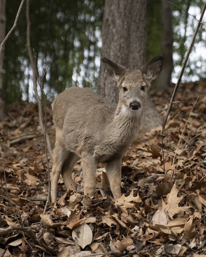 White Tailed Deer Yearling at the National Zoo in DC Stock Photo ...