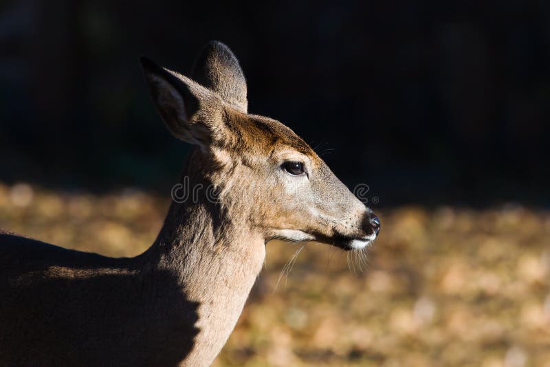 Whitetail Deer Doe Side View Stock Photos - Free & Royalty-Free Stock ...