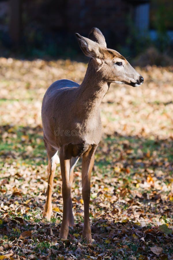 Six Point White-tailed Deer Stock Image - Image of grayish, odocoileus ...