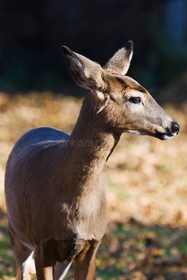 Whitetail Deer Doe Side View Stock Photos - Free & Royalty-Free Stock ...