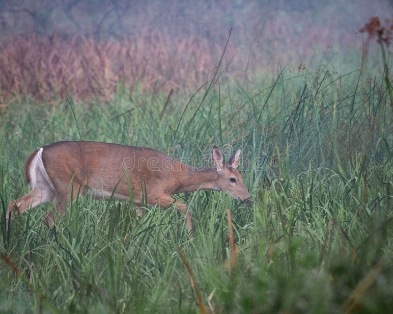 White-tailed Doe Walking through a Foggy Field Stock Photo - Image of ...