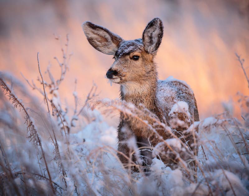White-tailed doe stock photo. Image of colorado, buck - 86682920