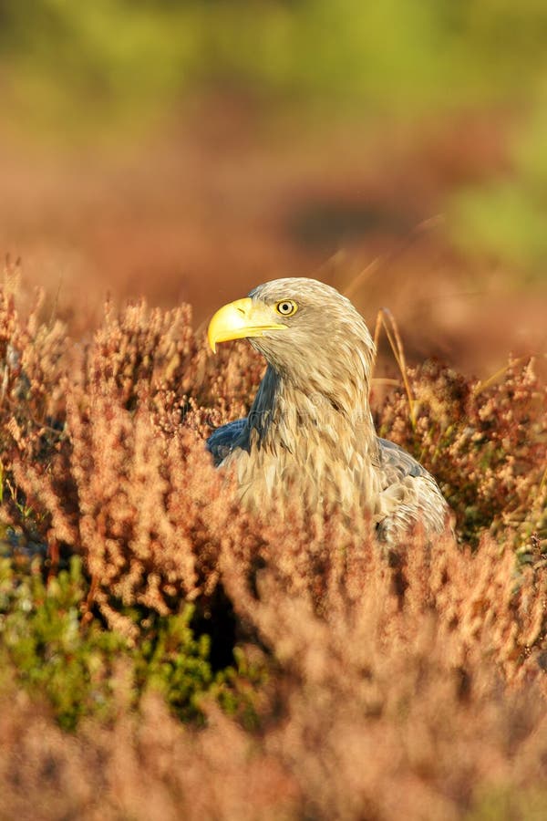 White-tailed Eagle in the Autumn Colors Stock Image - Image of juvenile ...