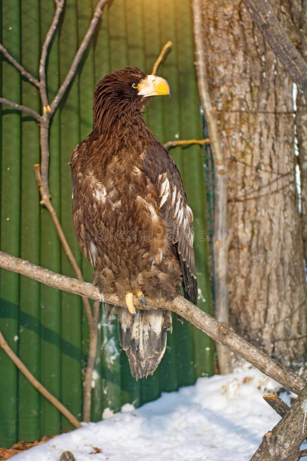 White-tailed Eagle, the Beautiful, Large Bird of Prey. Bright, Strong ...