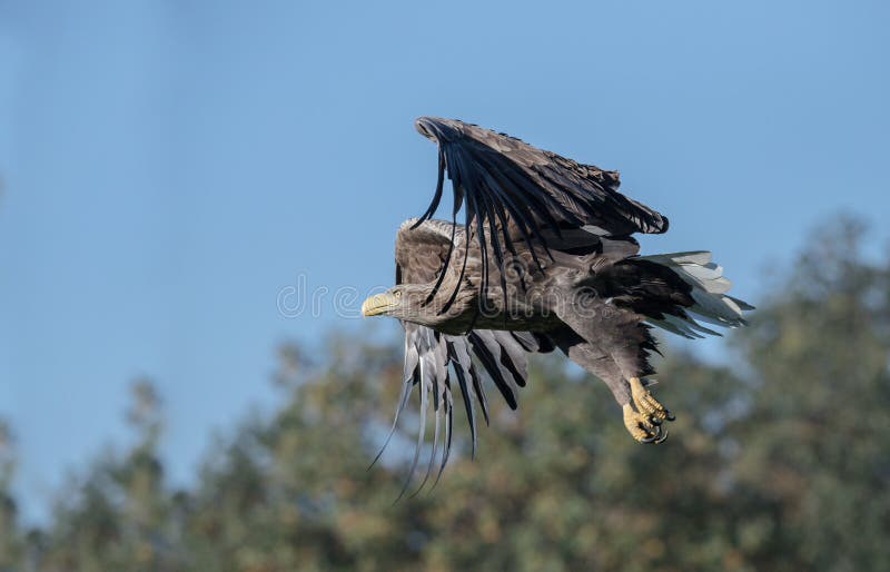 White tailed eagle stock photo. Image of hunter, bird - 128918746
