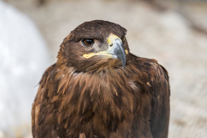 The White-tailed Eagle. a Bird of Prey from the Hawk Family Stock Image ...