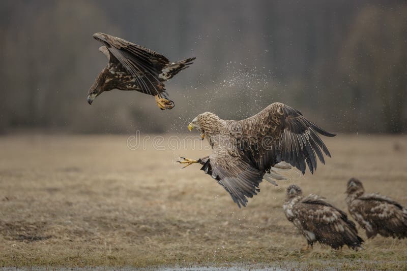White-tailed Eagle Chasing a Rival Stock Image - Image of background ...