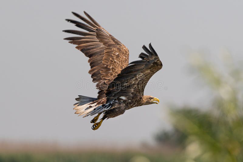 White Tailed Eagle - Codalb - in Flight Stock Image - Image of hawk ...