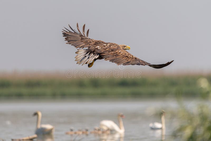 White Tailed Eagle - Codalb - in Flight Stock Image - Image of ...