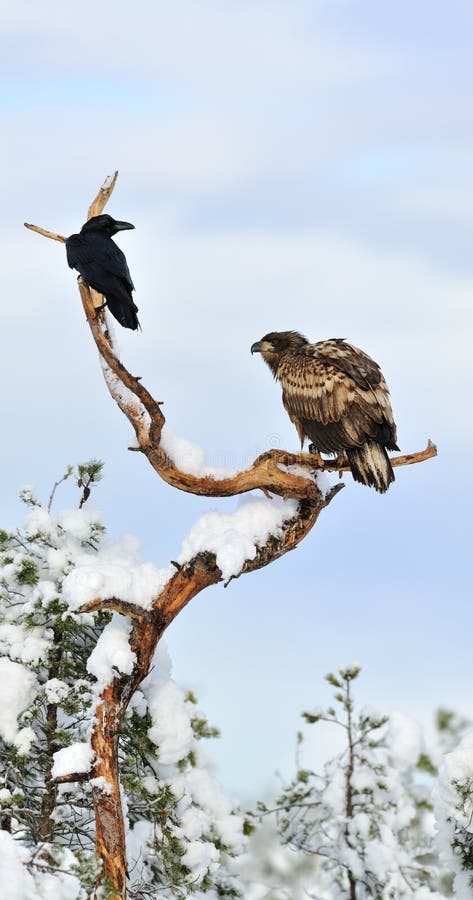 White-tailed Eagle and Crow Stock Image - Image of sitting, common ...