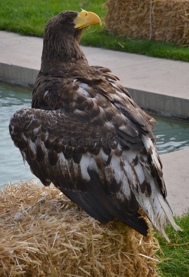 The White-tailed Eagle or Ern, Erne, Gray Eagle, Stock Image - Image of ...