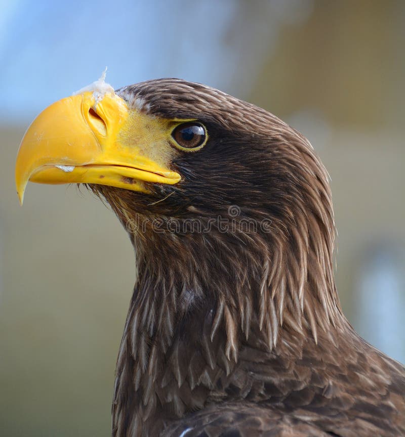 2,127 Erne Bird Stock Photos - Free & Royalty-Free Stock Photos from ...