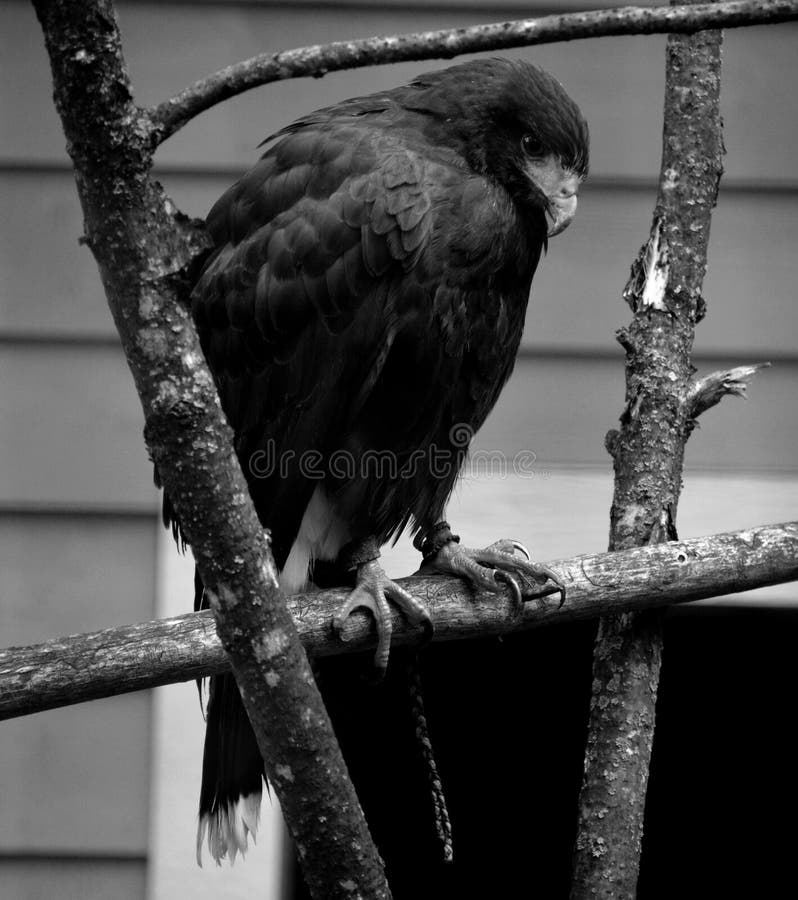 The White-tailed Eagle or Ern, Erne, Gray Eagle, Eurasian Stock Photo ...
