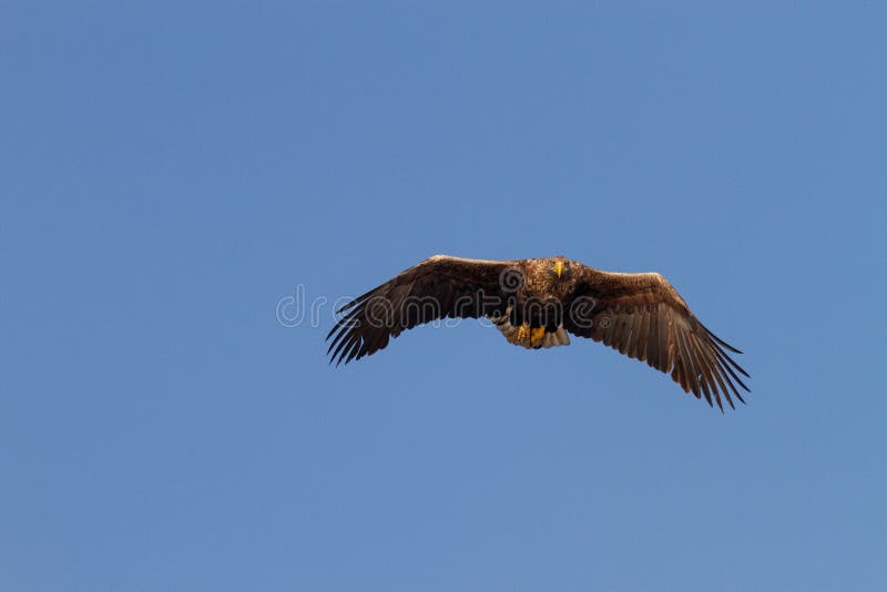White - Tailed Eagle in Flight. Stock Image - Image of flying ...