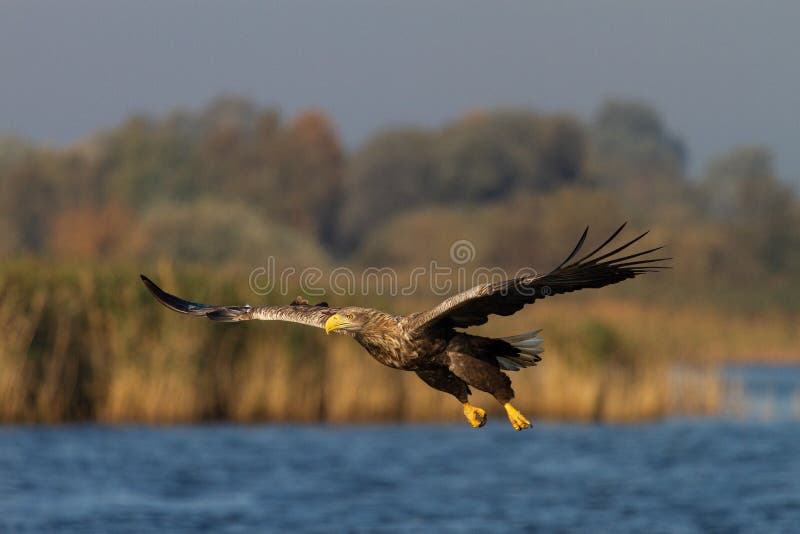 White - Tailed Eagle in Flight. Stock Image - Image of eagle, animals ...