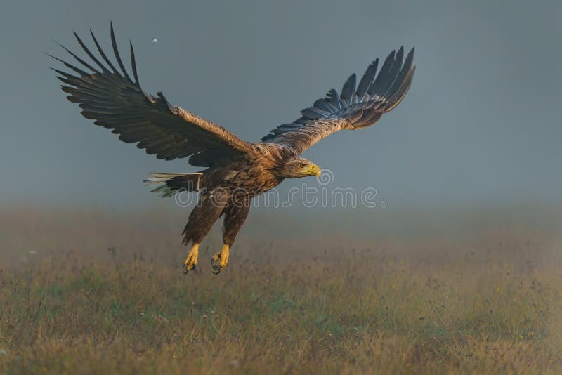White Tailed Eagle Flying in the Forest of Poland Stock Photo - Image ...
