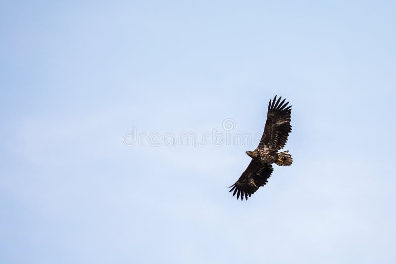 White Tailed Eagle Flying in the Sky in Lofoten, Norway, Copy Space ...