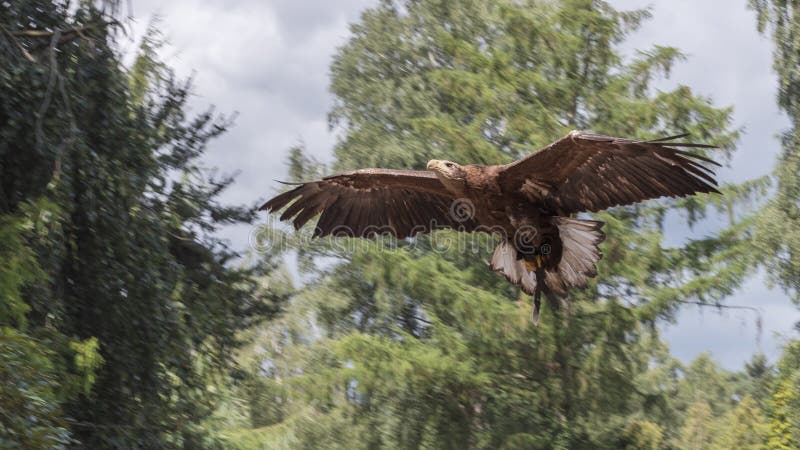 White-tailed Eagle is in the Flying Stock Image - Image of fauna, beak ...