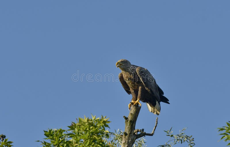The White-tailed Eagle (Haliaeetus Albicilla) Stock Photo - Image of ...