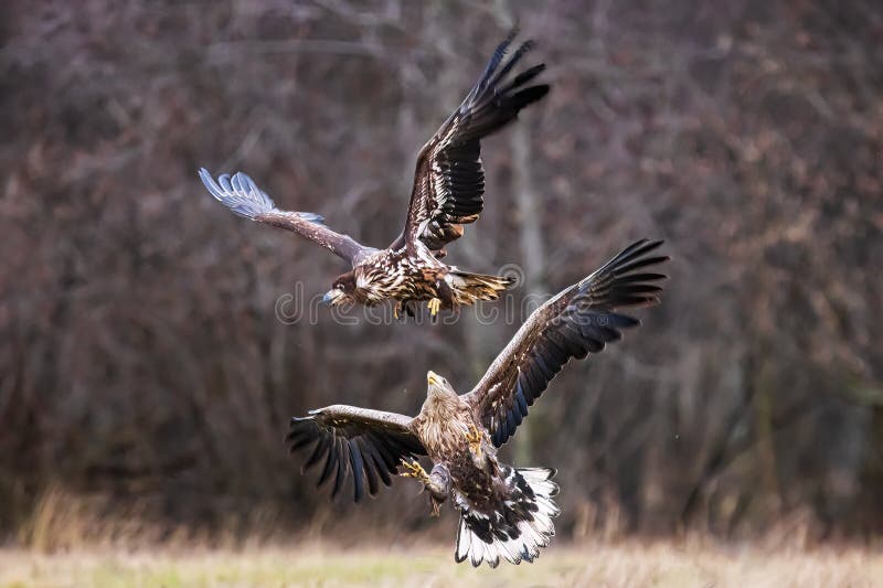 White-tailed Eagle (Haliaeetus Albicilla) Attacking Each Other Stock ...