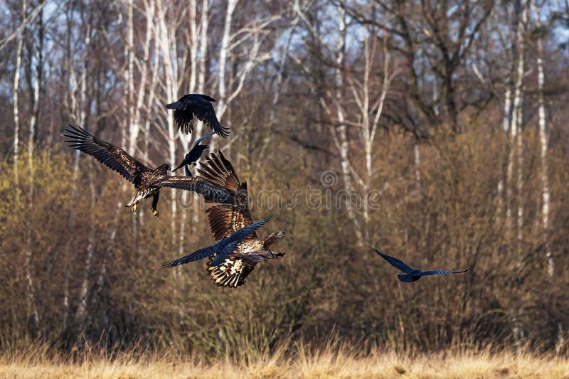 White-tailed Eagle (Haliaeetus Albicilla) Chasing Each Other through ...
