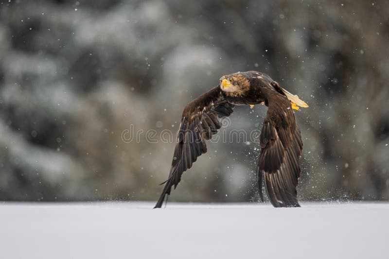 White-tailed Eagle (Haliaeetus Albicilla) Flies in Snowfall Stock Photo - Image of natural ...
