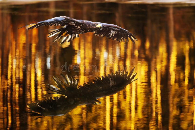 White-tailed Eagle (Haliaeetus Albicilla) Flying Just Above the Water ...