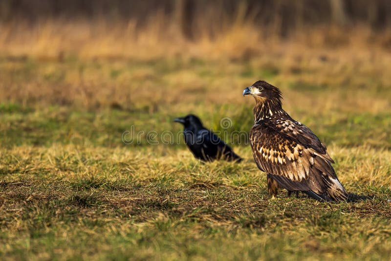 White-tailed Eagle Haliaeetus Albicilla in the Grass with the Raven ...