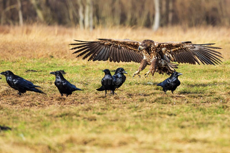 White-tailed Eagle Haliaeetus Albicilla Lands among the Ravens Stock ...