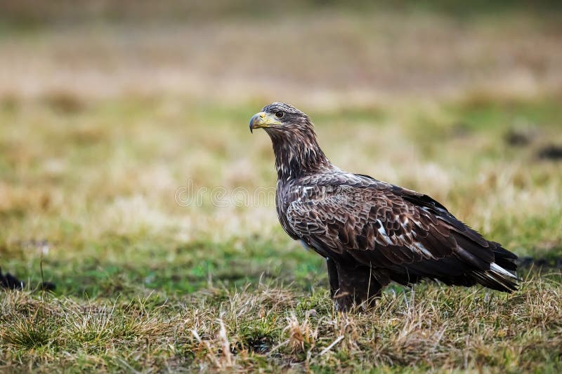 White-tailed Eagle (Haliaeetus Albicilla) Poses Beautifully Stock Photo ...