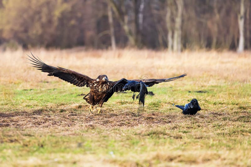White-tailed Eagle Haliaeetus Albicilla is among the Ravens Stock Image ...