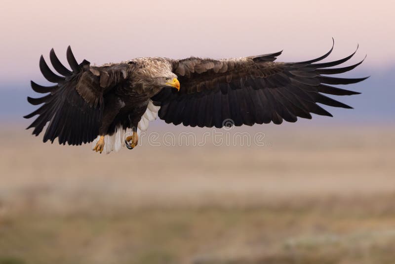 White-tailed Eagle (Haliaeetus Albicilla) with Wings Outstretched, Soaring Above a Vast Open ...