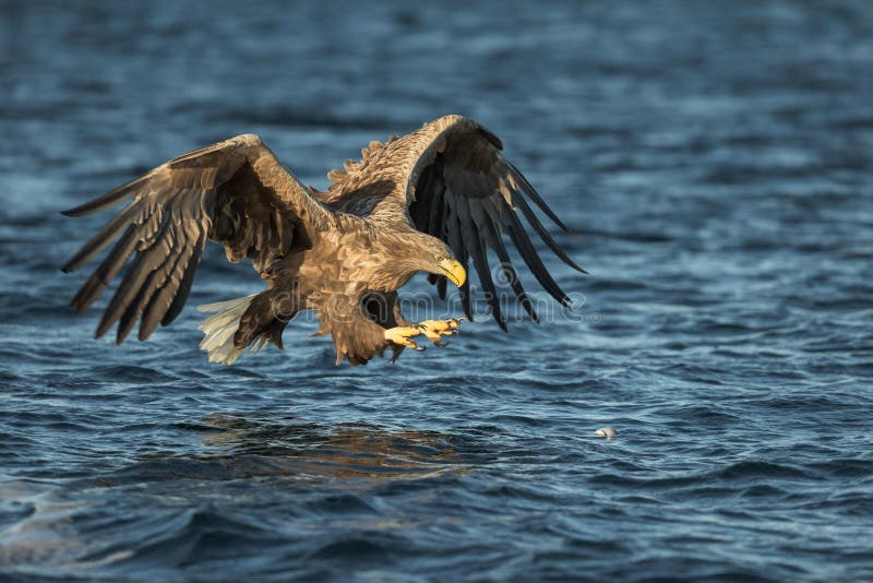 Eagle Catching Prey Stock Photos - Download 621 Royalty Free Photos