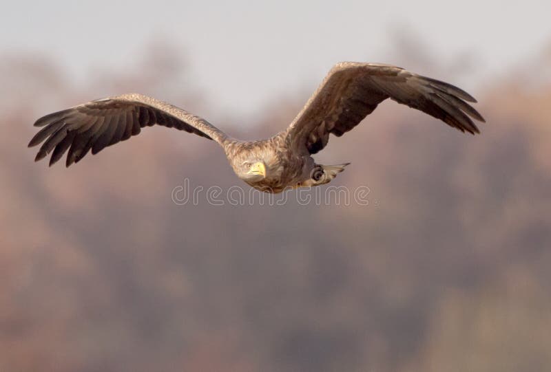 White-tailed Eagle Looks To the Left Stock Image - Image of polen, side ...