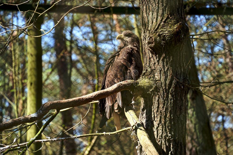 White Bark on Trees in Birch Forest Stock Photo - Image of detail ...