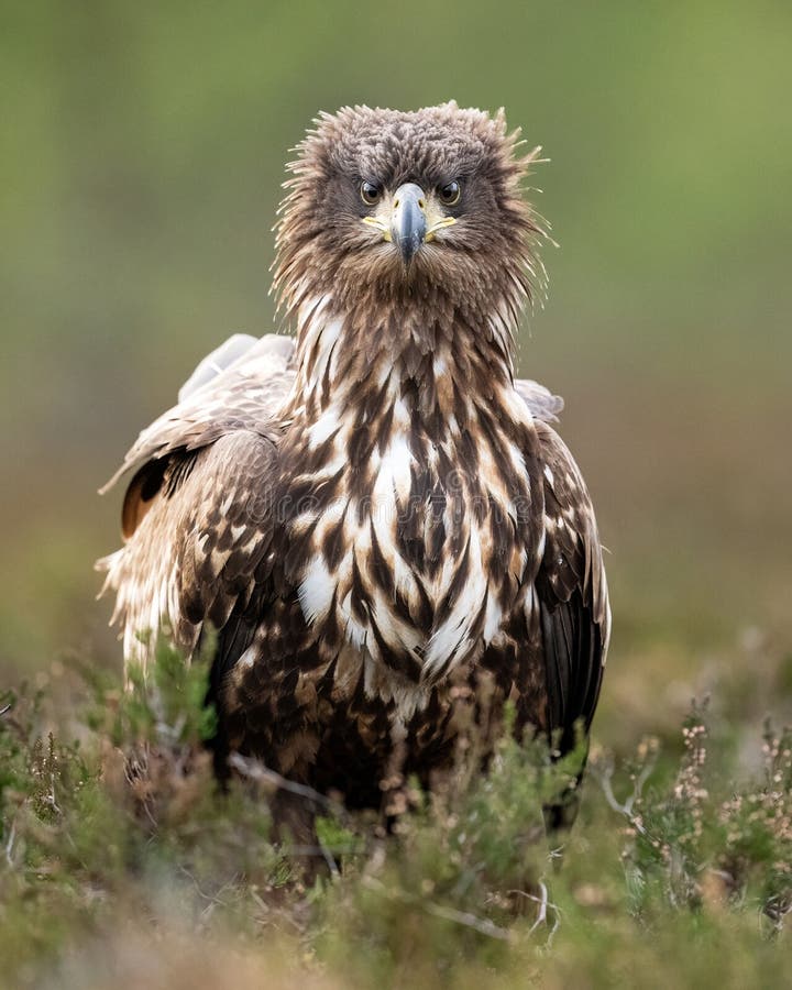 White-tailed Eagle Portrait in the Forest Stock Photo - Image of bird ...