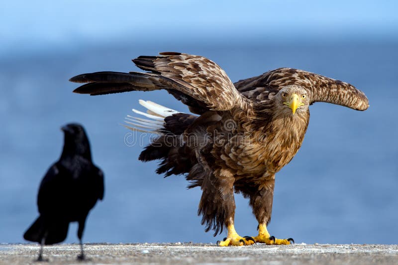 White-tailed Eagle and Raven. Stock Photo - Image of birds, eagle ...