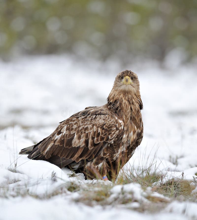 White-Tailed Eagle on snow stock image. Image of snow - 37114591