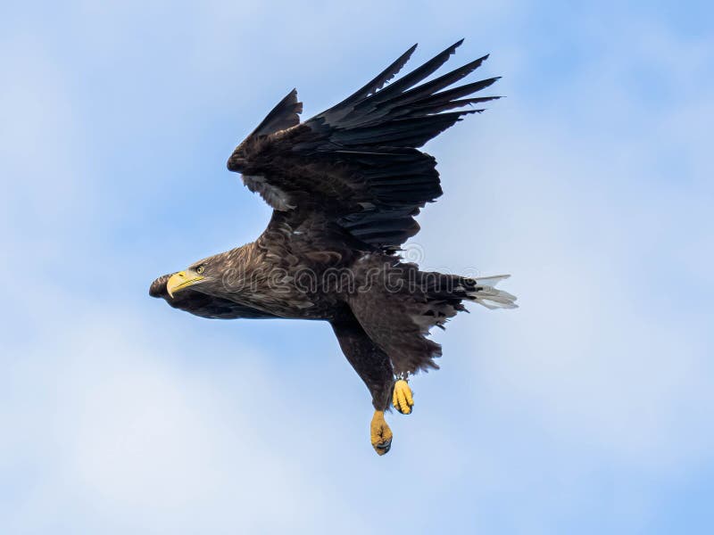 White-tailed Eagle Soaring through the Sky Stock Photo - Image of hunt, majestic: 315219190