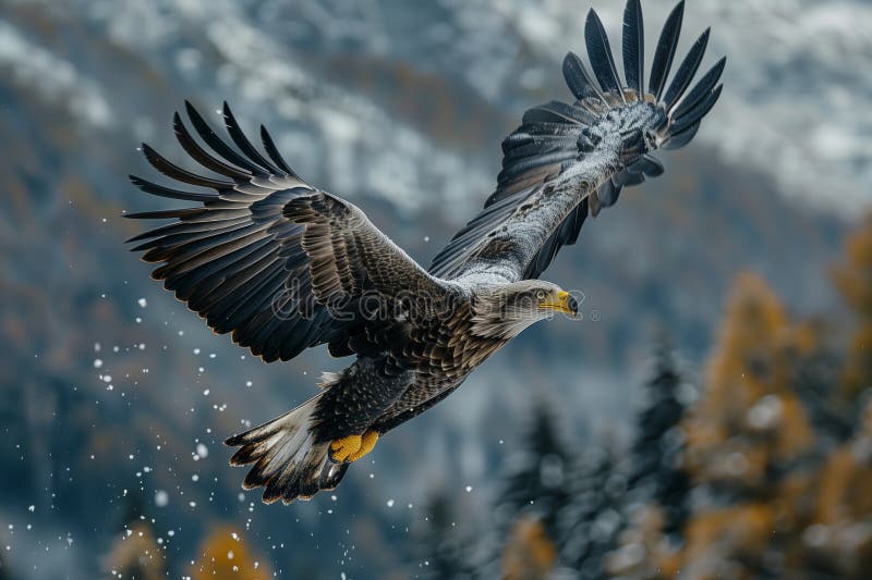 White-Tailed Eagle Soaring through Snowy Mountains Stock Photo - Image ...