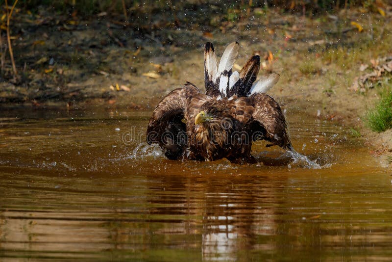 White Tailed Eagle Taking a Bath Stock Image - Image of albicilla ...