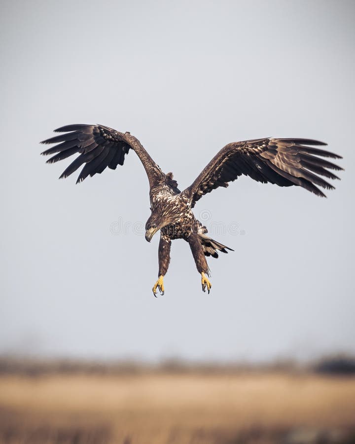 White-tailed Eagle with Target in Sight Stock Photo - Image of beak ...