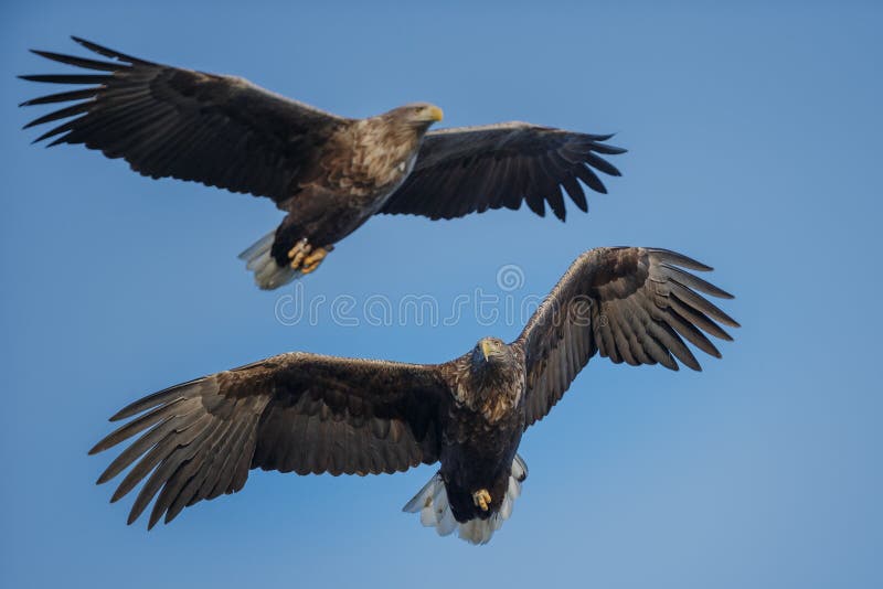 White-tailed Eagles Soaring Stock Image - Image of adult, beautiful: 50995541