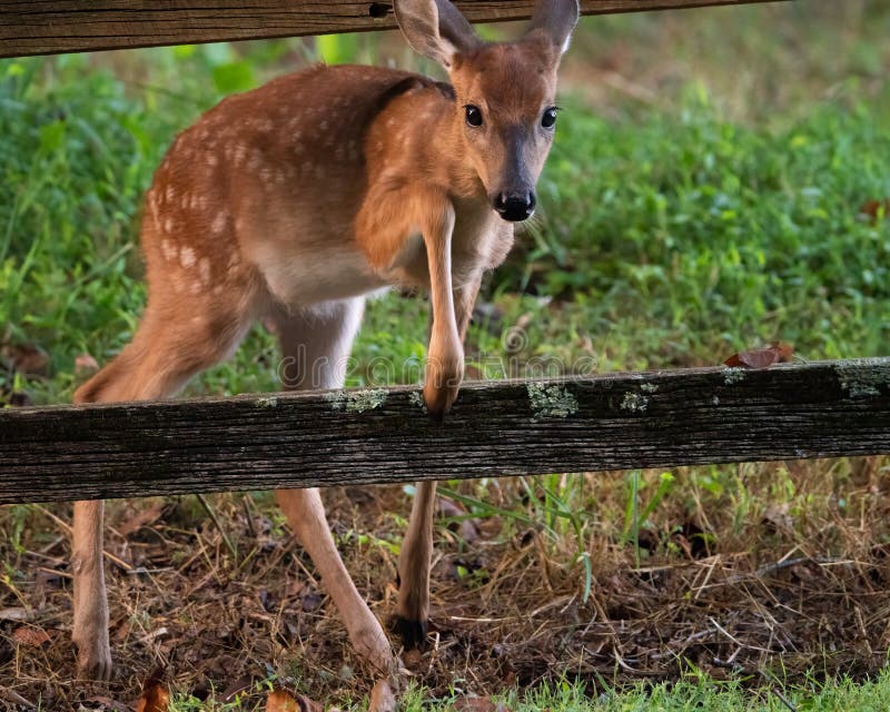 White-tailed Fawn Crossing Fence Stock Photo - Image of fawns, fence ...