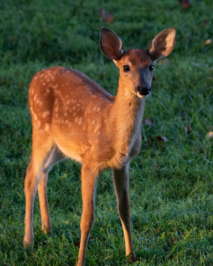 A White-tailed Fawn stock photo. Image of whitetail - 254189760