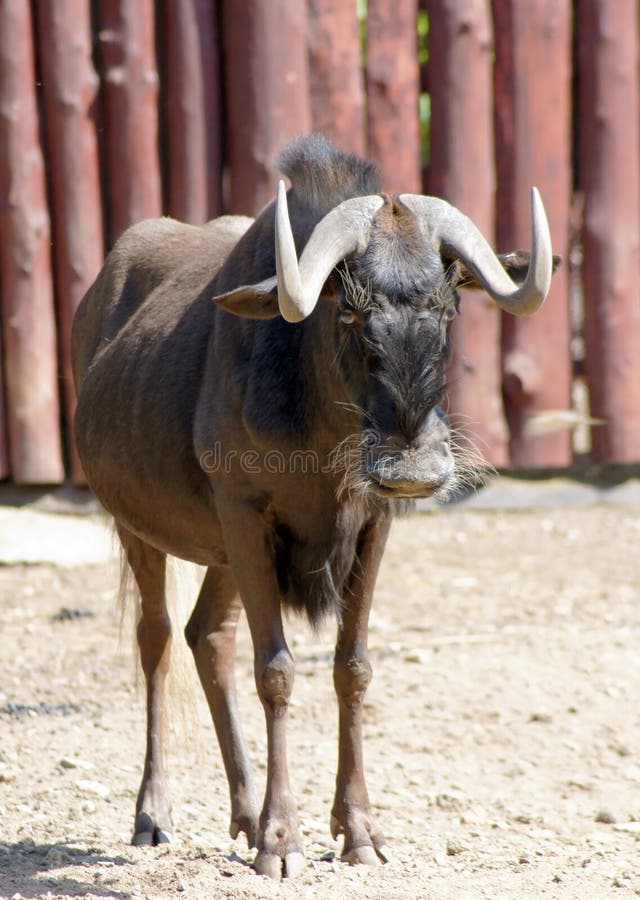 White-tailed a gnu stock photo. Image of ears, connochaetes - 19577888